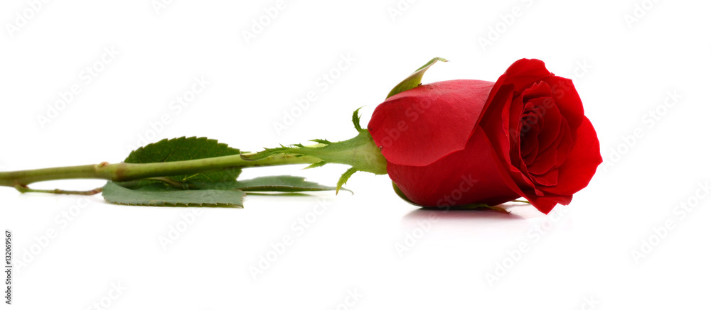 beautiful single red rose isolated on white background Stock Photo ...