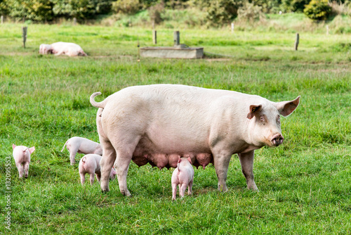 Schwein mit Ferkel frei laufend auf der Weide Stock-Foto | Adobe Stock