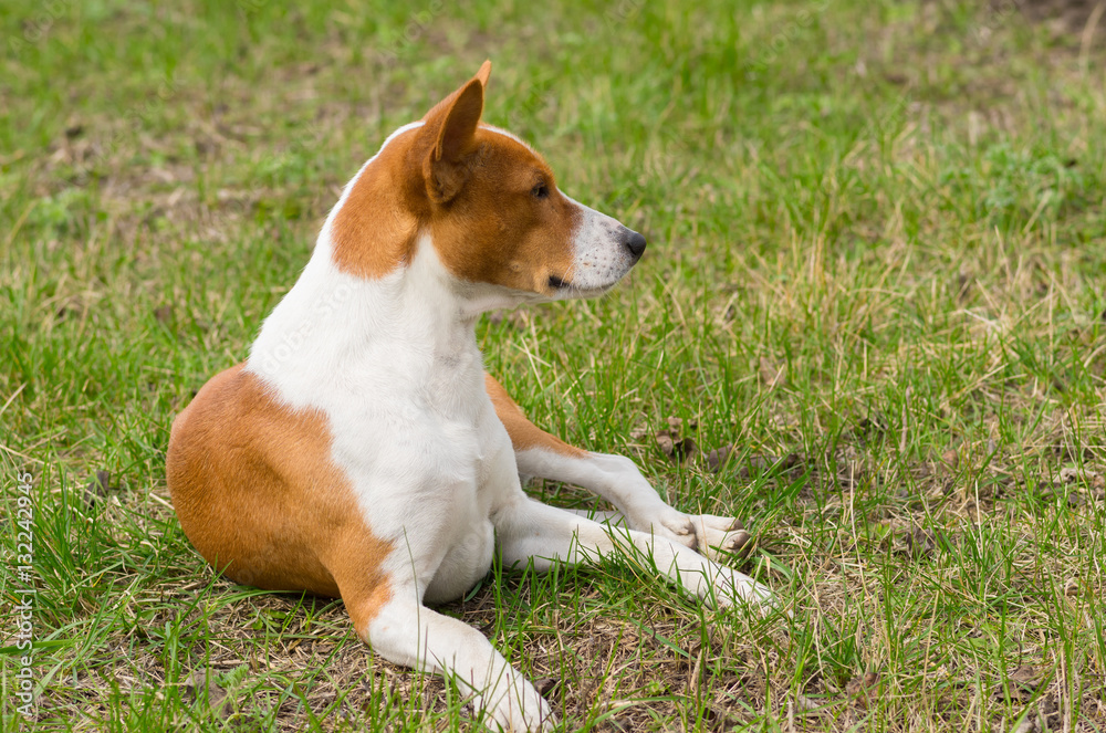Basenji dog - troop leader, lying on ground in spring grass Stock Photo ...