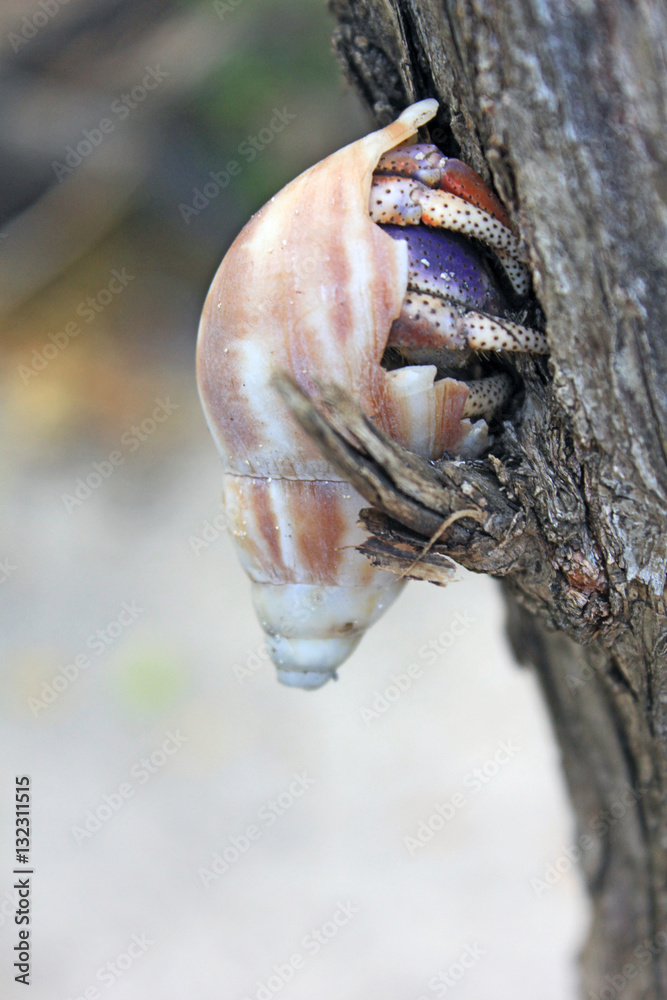 Foto de Stock un Bernard l'Hermite | Adobe Stock