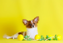 Lemon Dog Poster Free Stock Photo - Public Domain Pictures