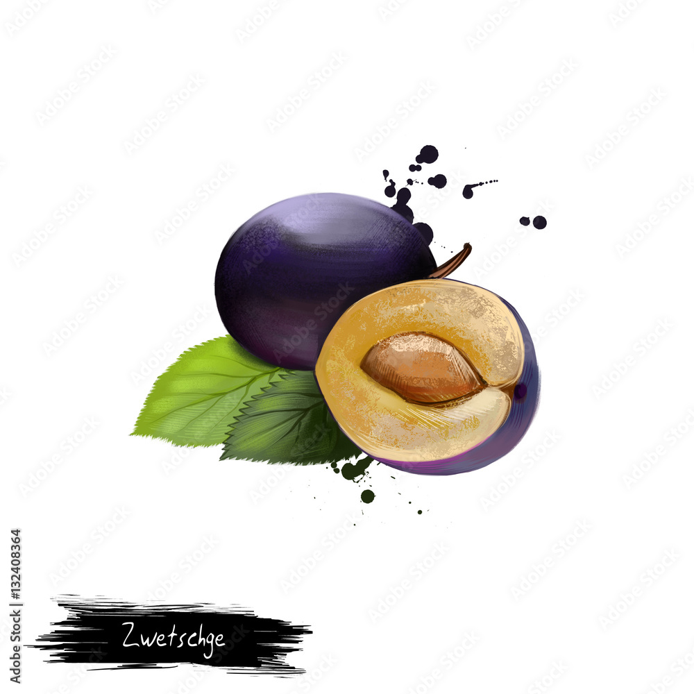 Stock-Illustration „Zwetschge fruit isolated on white. Digital art ...