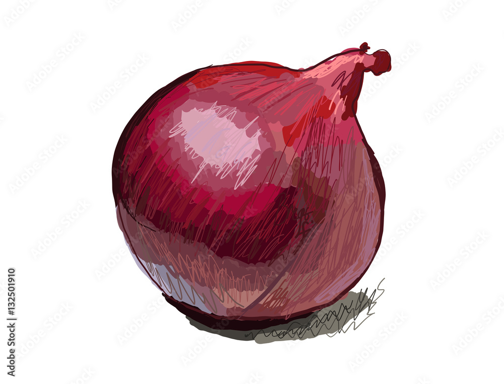 Red Onion Drawing