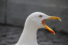 Seagull Face Free Stock Photo - Public Domain Pictures