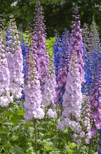 Larkspur Flower Field Free Stock Photo - Public Domain Pictures