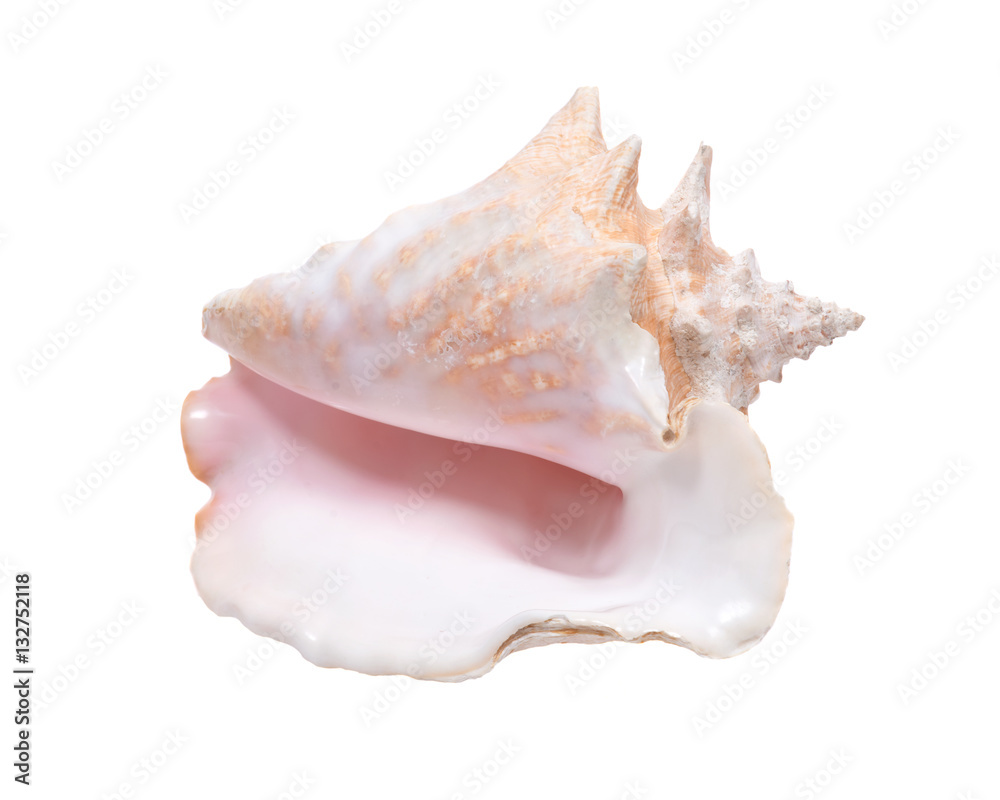 Large pink queen conch seashell isolated on white background Stock ...