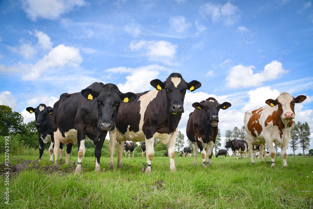 Stock-Foto „Neugierige Kuhherde auf einer Sommerwiese“ | Adobe Stock