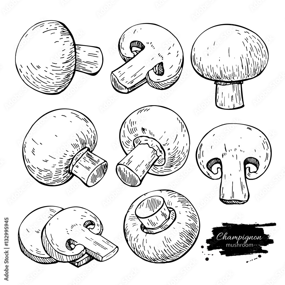 Champignon mushroom hand drawn vector illustration set. Sketch f Stock ...