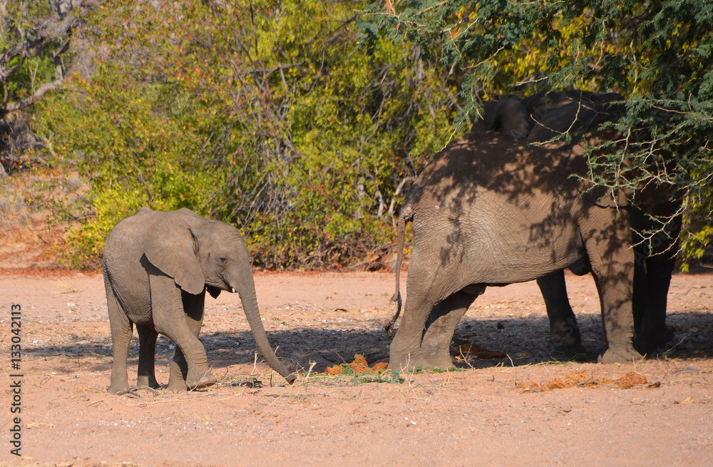 Desert elephants are not a distinct species of elephant but are African ...