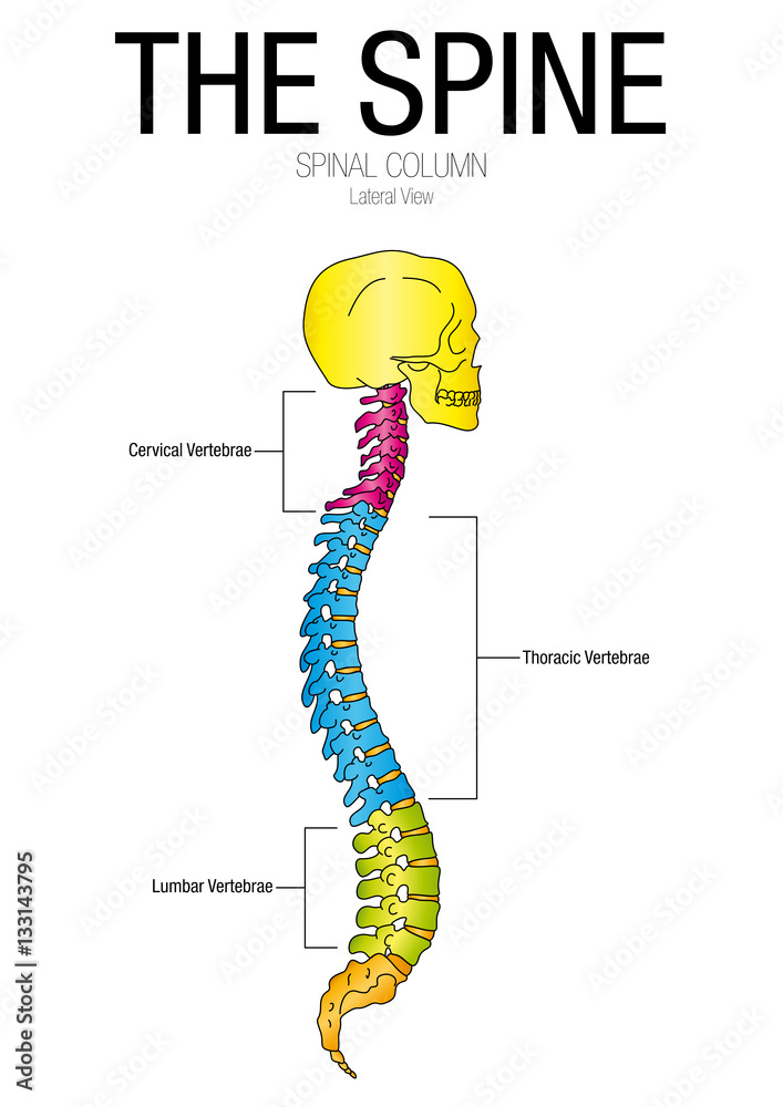 Vector de Stock Chart of THE SPINE Lateral view with parts name ...