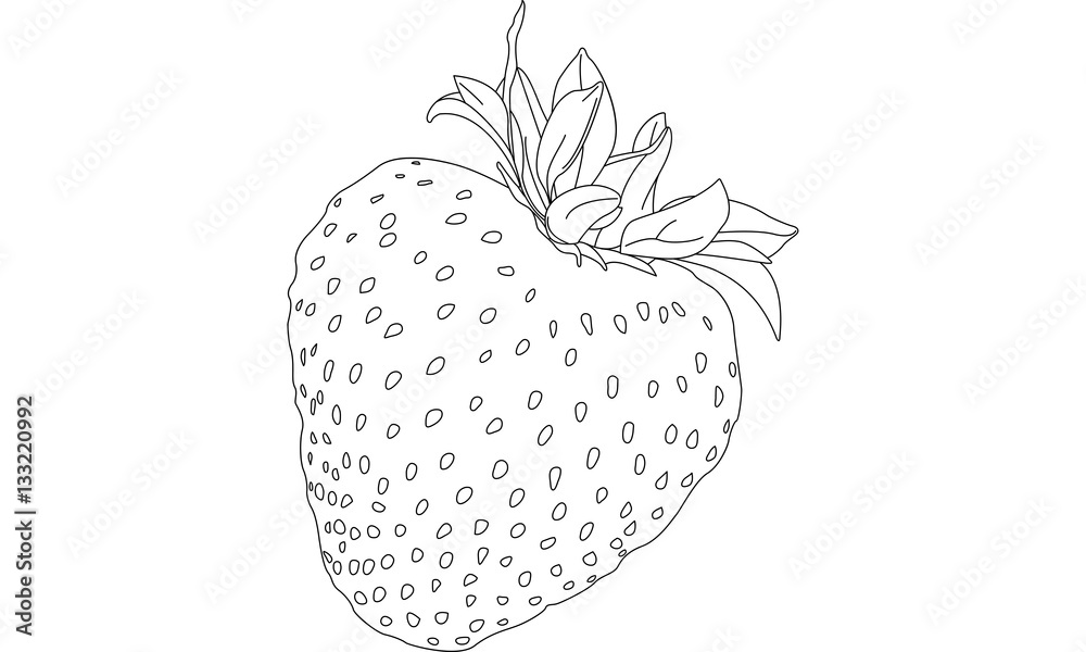 Strawberry Line Drawing Stock Vector | Adobe Stock