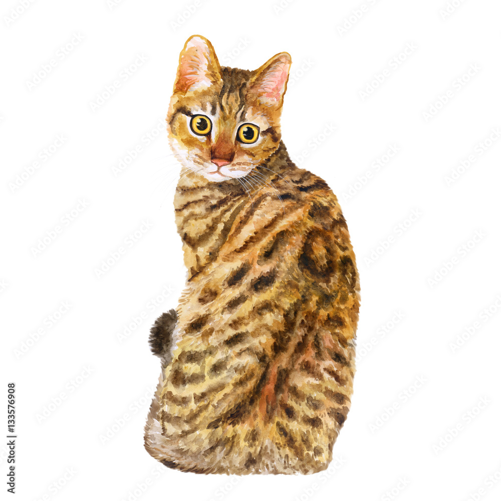 Watercolor portrait of California Spangled cute cat with dots, stripes ...