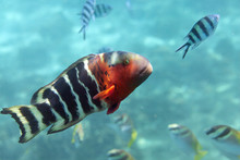 Tropical Fish Free Stock Photo - Public Domain Pictures