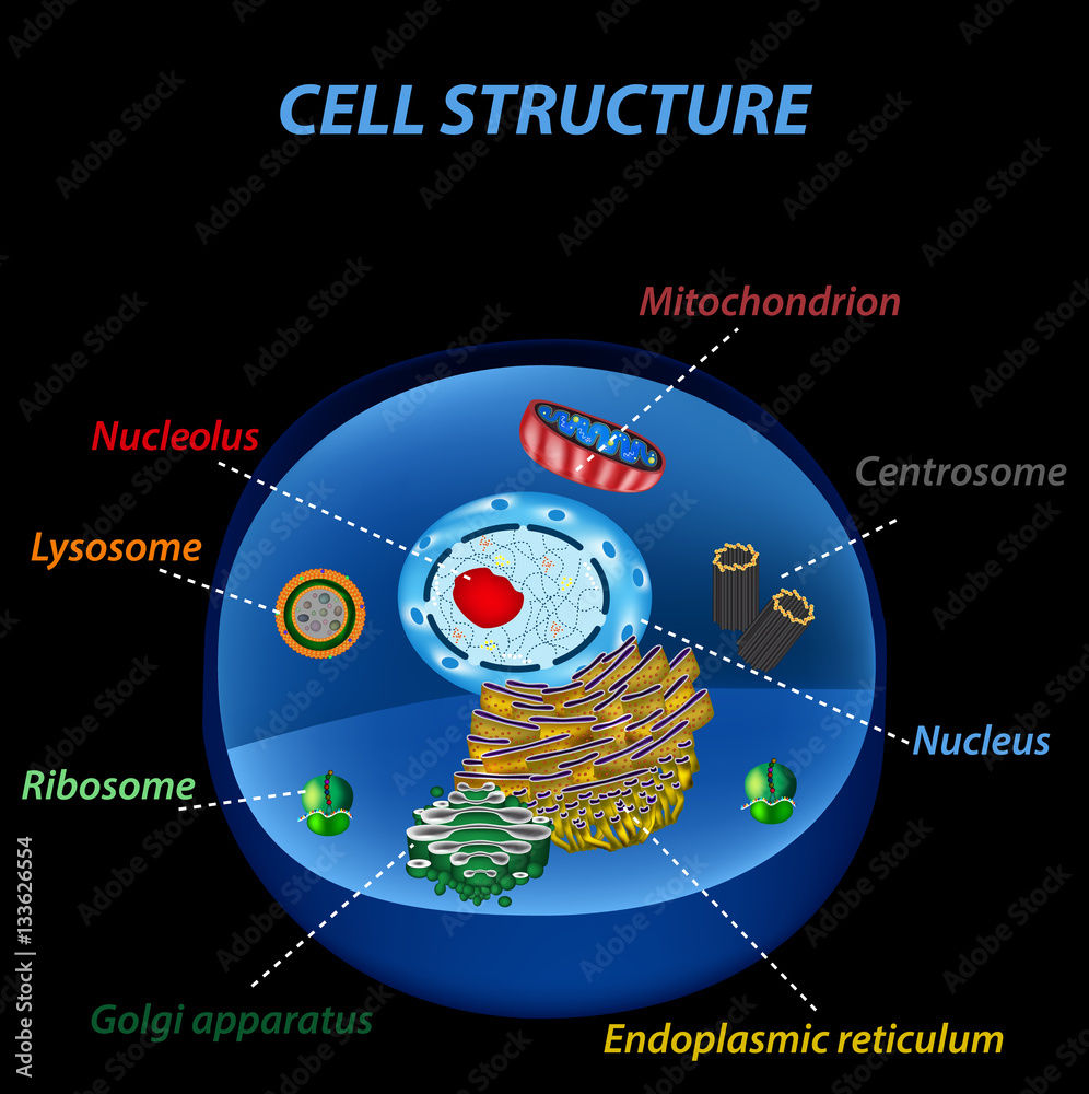 Structure of human cells. Organelles. The core nucleus, endoplasmic ...