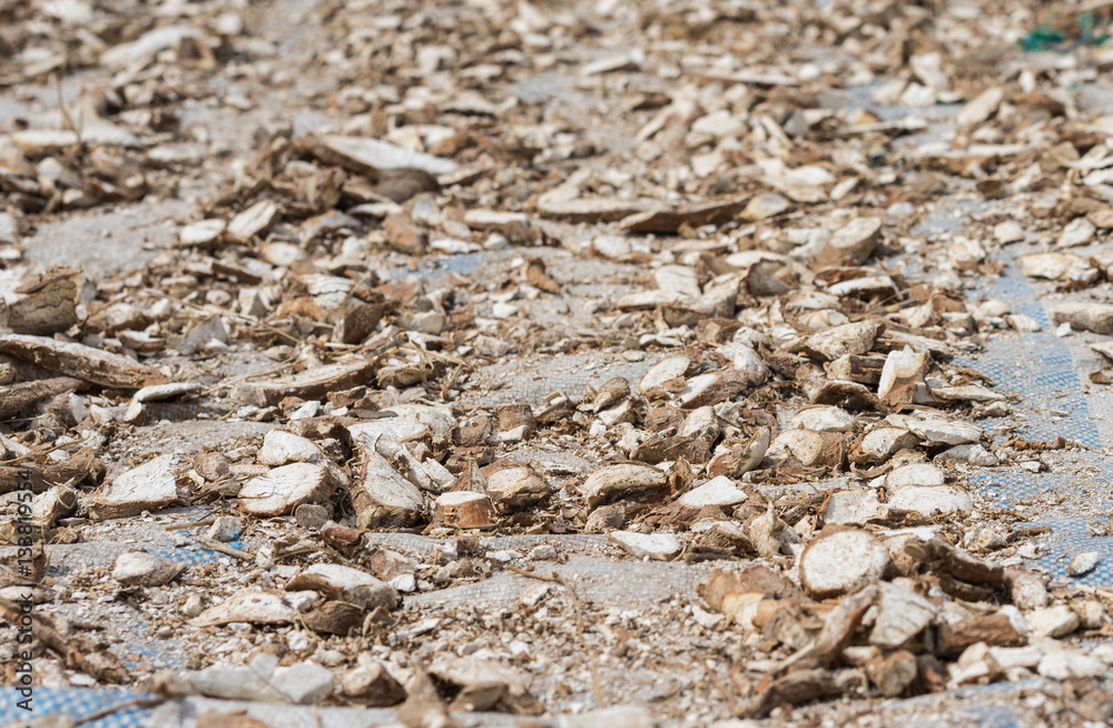 Manioc root is drying under sunlight in Mekong delta, Vietnam. Cassava ...
