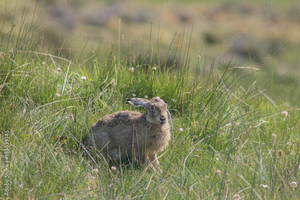 conejo silvestre europeo (Oryctolagus cuniculus) en la patagonia ...