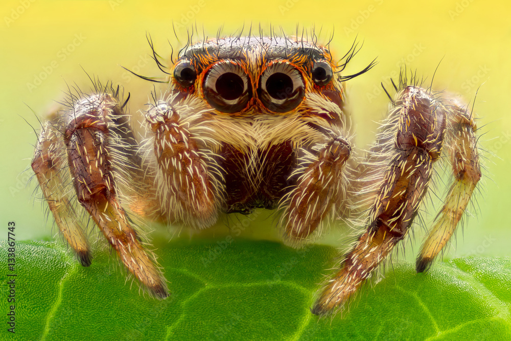 Extreme magnification - Jumping spider on a leaf Stock Photo | Adobe Stock
