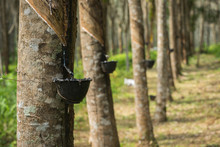 Seringa Tree With Yellow Seeds Free Stock Photo - Public Domain Pictures