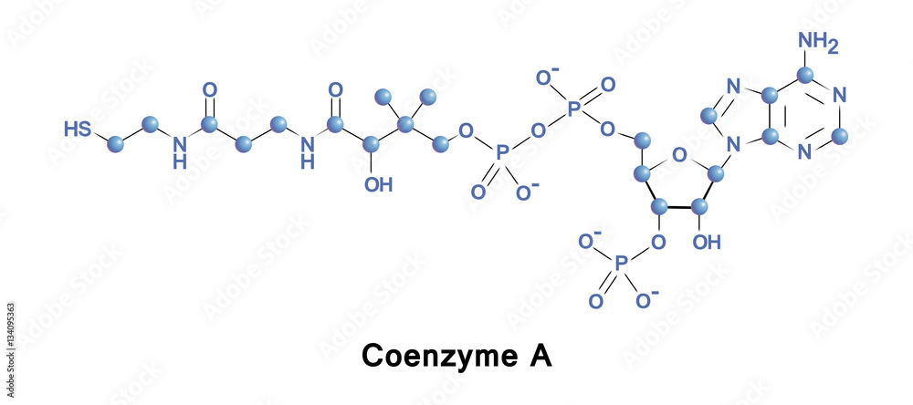 Стоковое векторное изображение «Coenzyme A is a coenzyme acts in the ...