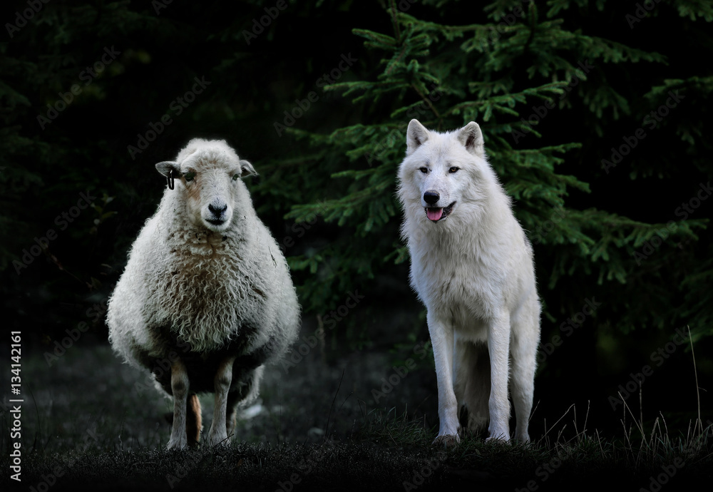 Loup Attaquant Des Moutons