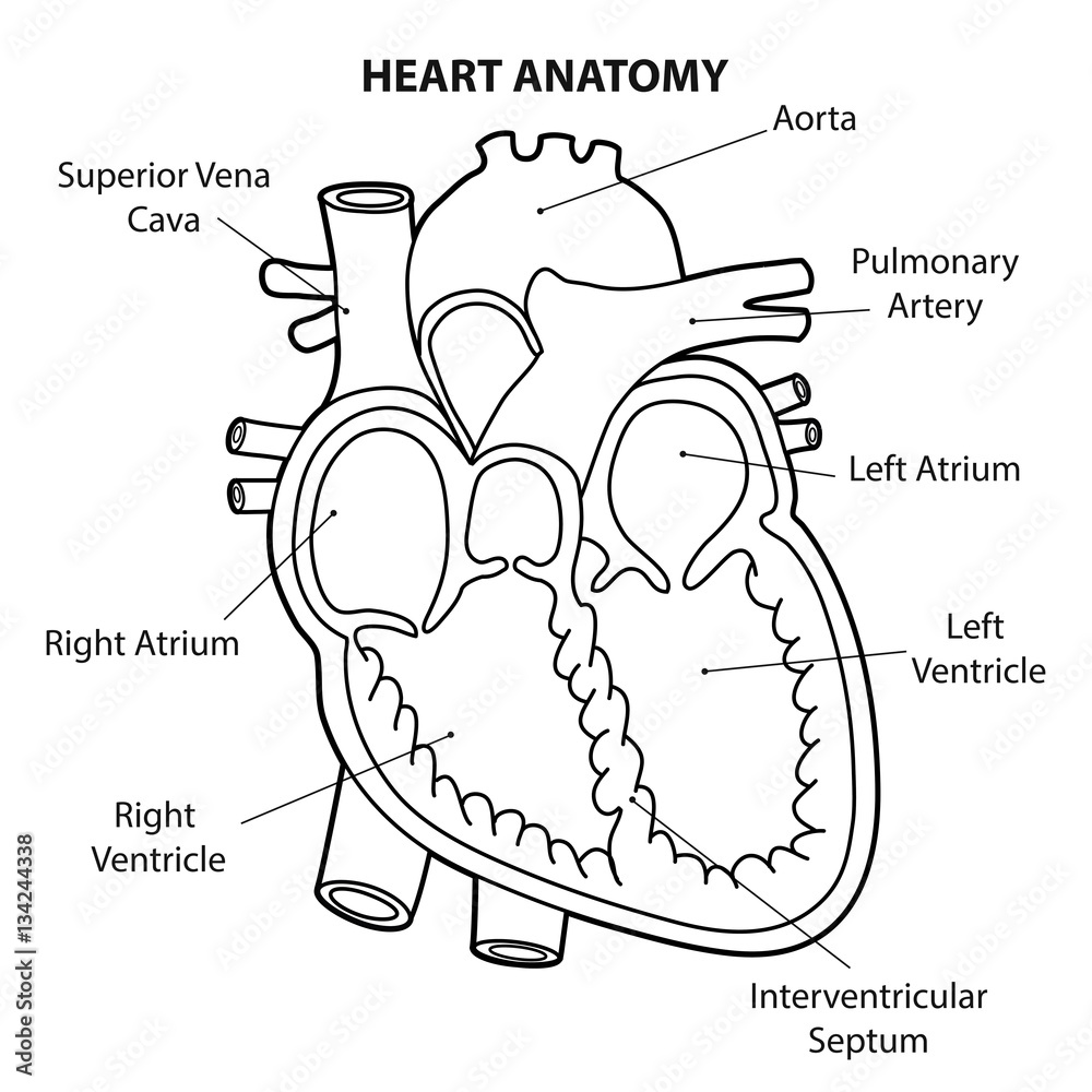 HEART ANATOMY cross section OUTLINE VECTOR Stock Vector | Adobe Stock