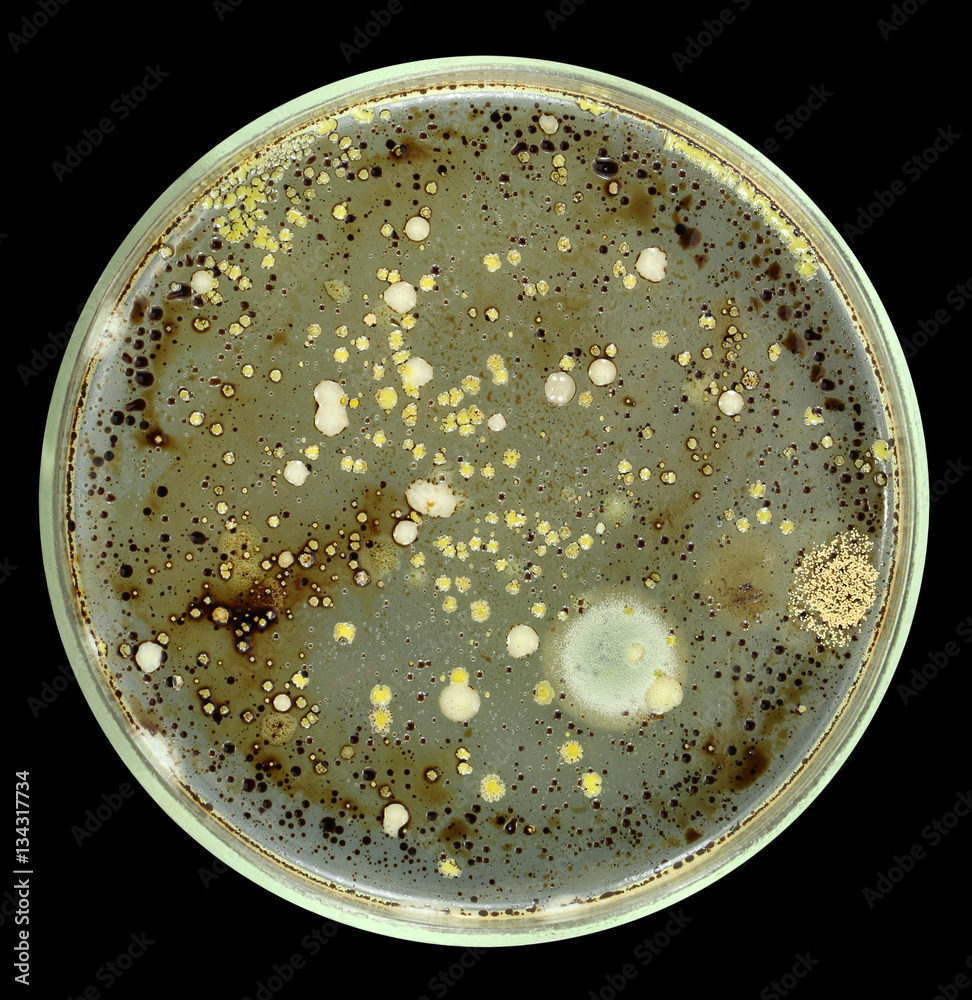 Colonies of bacteria and fungi on a petri dish (agar plate) isolated on ...