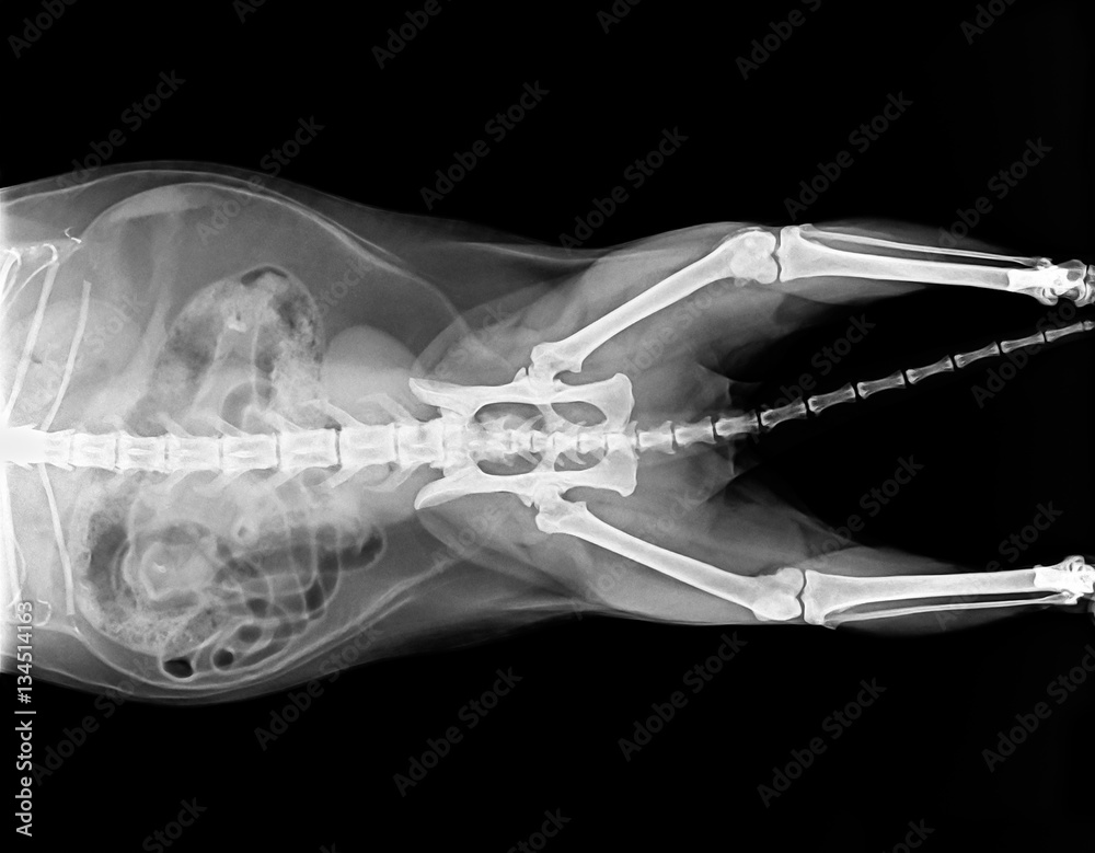 X-ray plate of cat skeleton and internal organs. Black studio ...