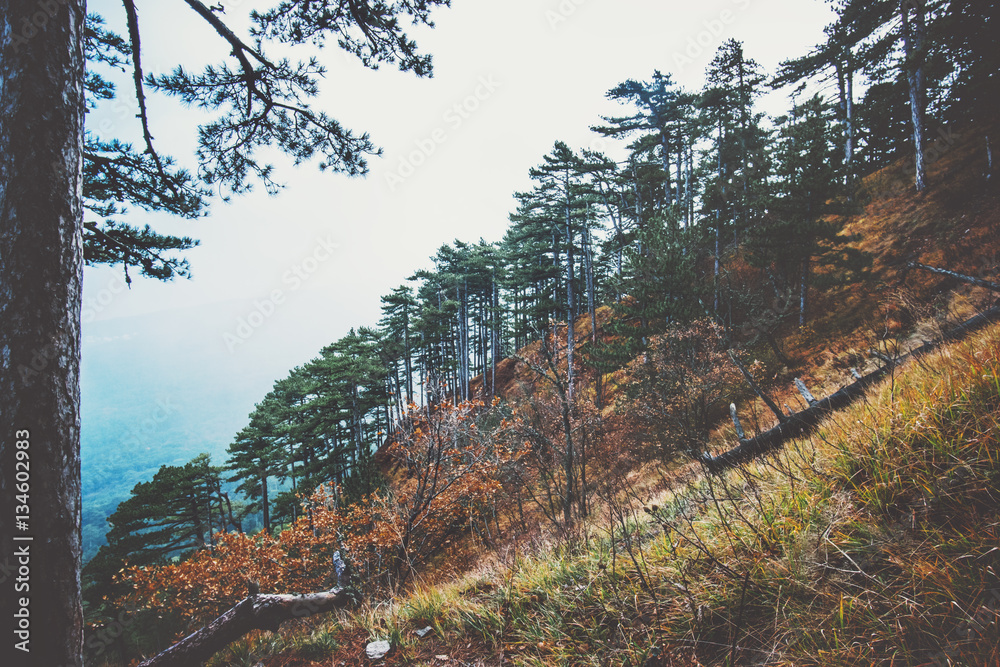 Coniferous Forest Landscape aerial view trees background Travel serene ...
