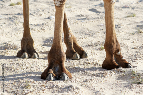 All four legs of a Camel in Oman Stock Photo | Adobe Stock