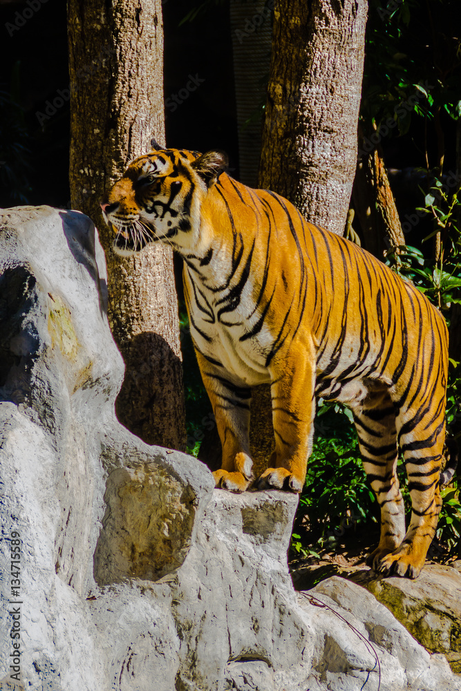 The Indochinese tiger (Panthera tigris tigris), a tiger population that ...