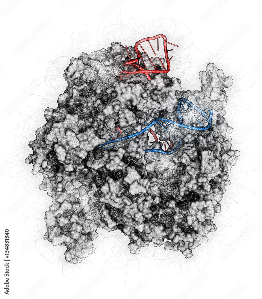 CRISPR-CAS9 gene editing complex from Streptococcus pyogenes Stock ...