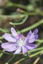 Purple Texas Wildflower Free Stock Photo - Public Domain Pictures