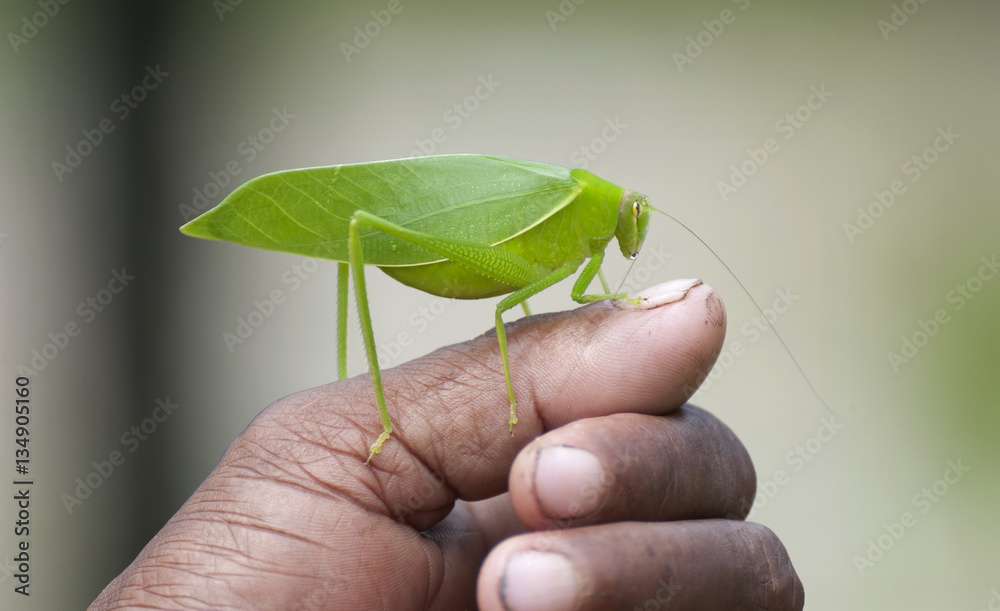 Indonesian Grasshopper. A green grasshopper sits on the hand of a man ...