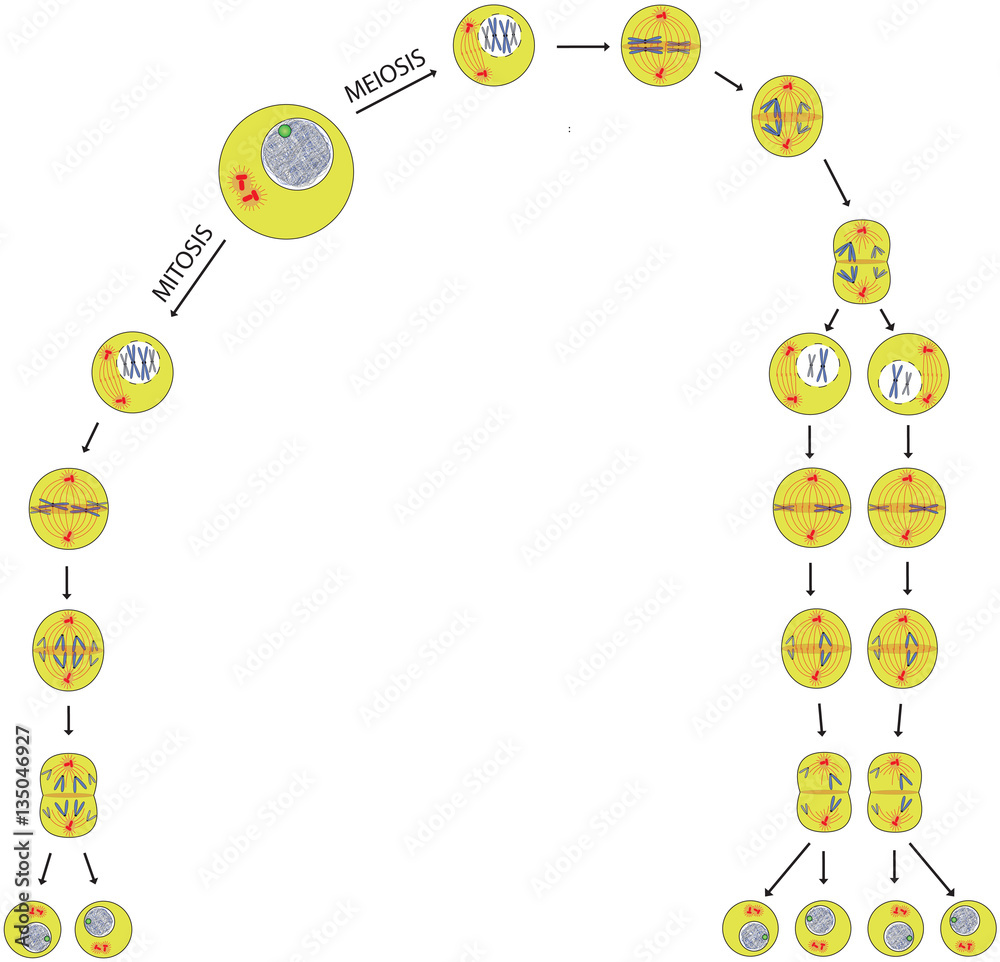 Mitosis and meiosis comparison of phases scheme Stock Vector | Adobe Stock