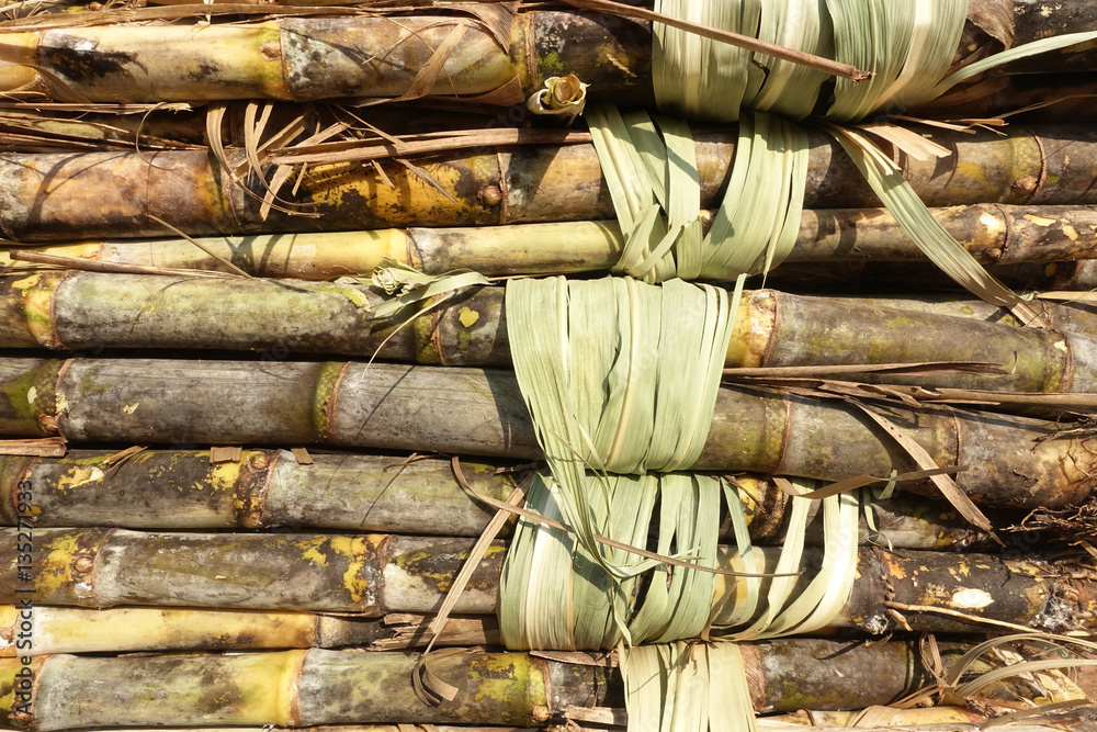Stock-Foto „Closeup of sugar cane“ | Adobe Stock