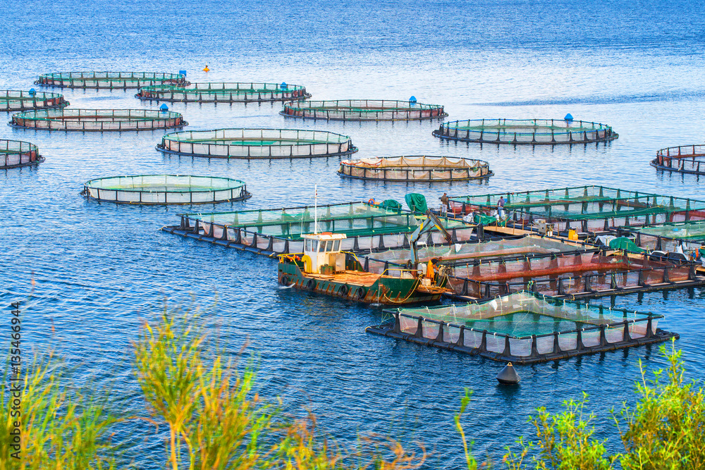 Sea fish farm. Cages for fish farming dorado and seabass. The workers ...