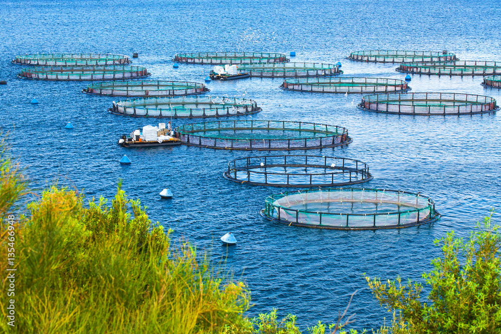 Sea fish farm. Cages for fish farming dorado and seabass. The workers ...