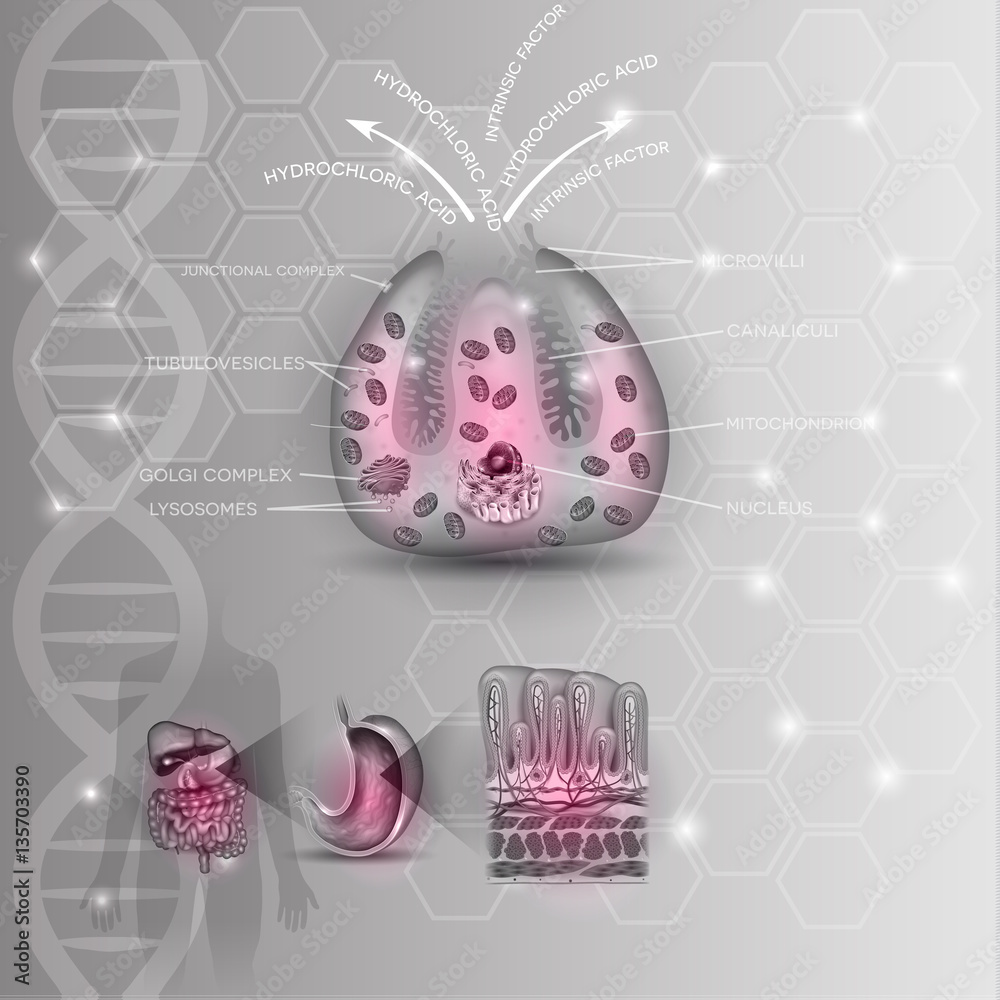 Parietal cell of stomach wall, located in the gastric glands secretes ...