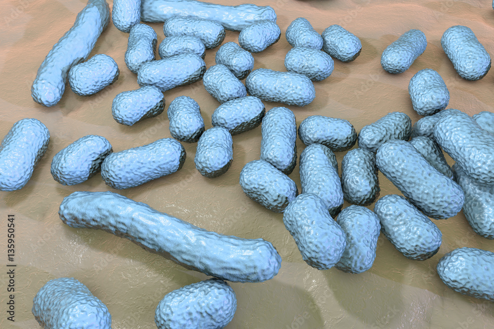 Bacterium Acinetobacter baumannii, multidrug resistant nosocomial ...
