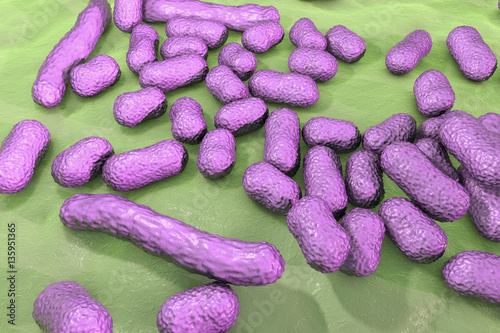 Bacterium Acinetobacter baumannii, multidrug resistant nosocomial ... Bacterium Acinetobacter baumannii, multidrug resistant nosocomial ...