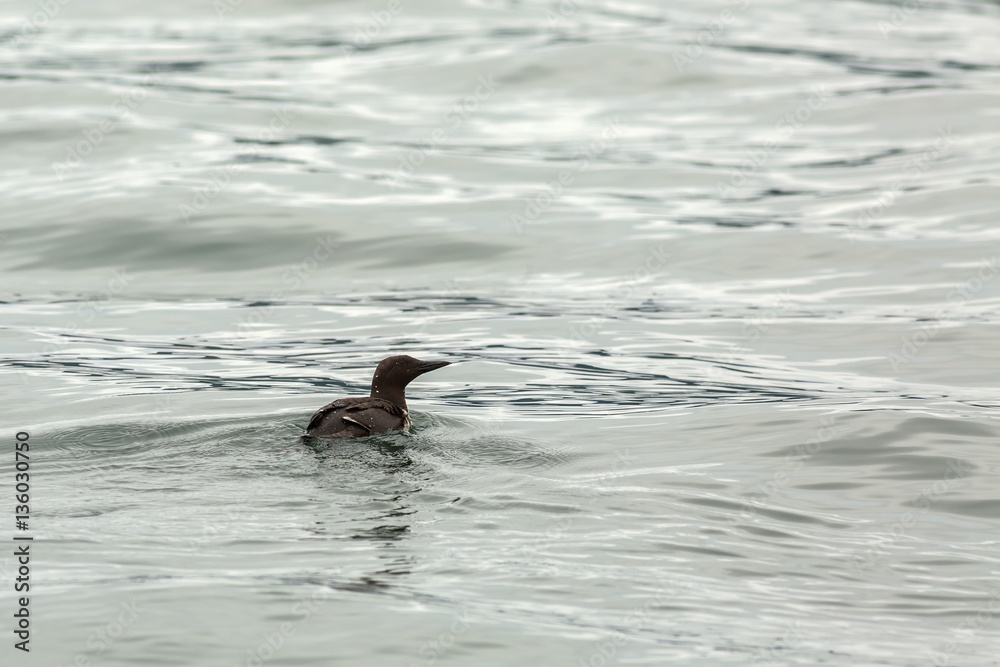 Uria swim in the waters of Pacific Ocean. Stock Photo | Adobe Stock