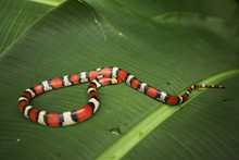 Coral Snake Free Stock Photo - Public Domain Pictures