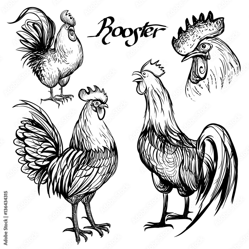 Hand drawn sketch of roosters. Stock Vector | Adobe Stock