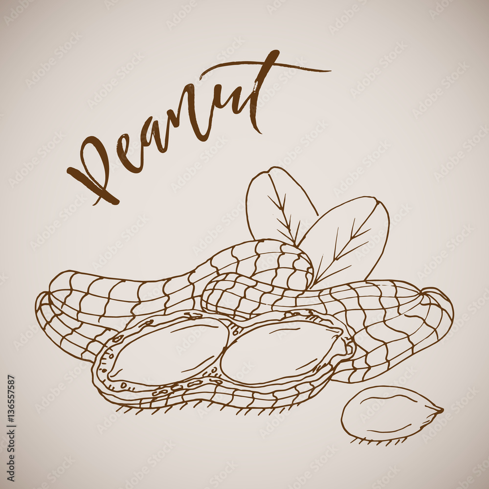 Vector illustration hand drawn sketch peanut Stock Vector | Adobe Stock