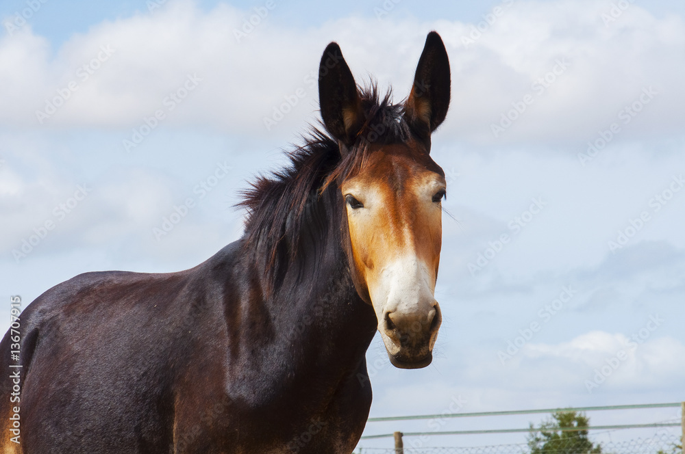 Foto de Stock Burdégano de cara clara, cruce de caballo y burra | Adobe ...