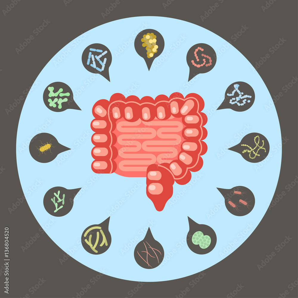 Intestinal flora, Set of good and bad enteric bacteria, Gut flora in ...