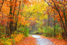 Autumn Path Through The Woods Free Stock Photo - Public Domain Pictures
