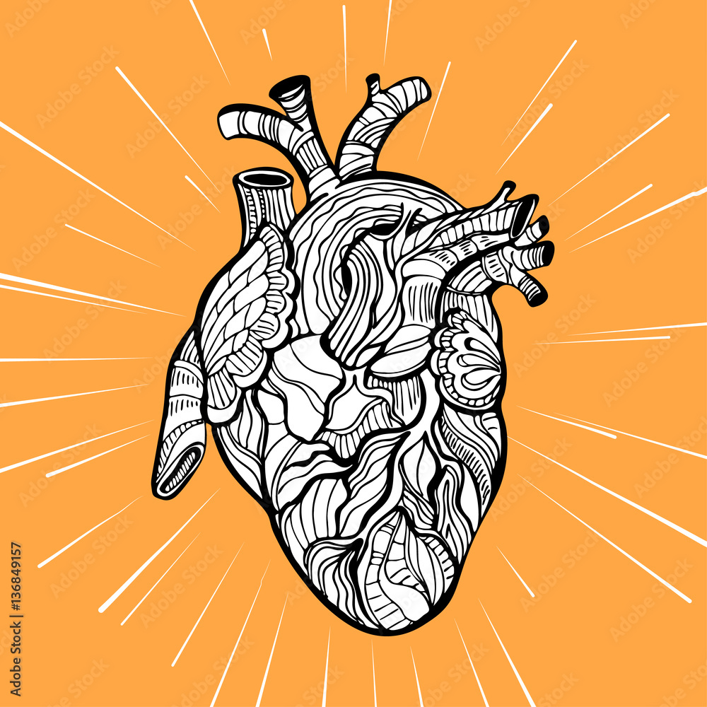 Hand drawing sketch anatomical heart. Doodle zentangle vector ...