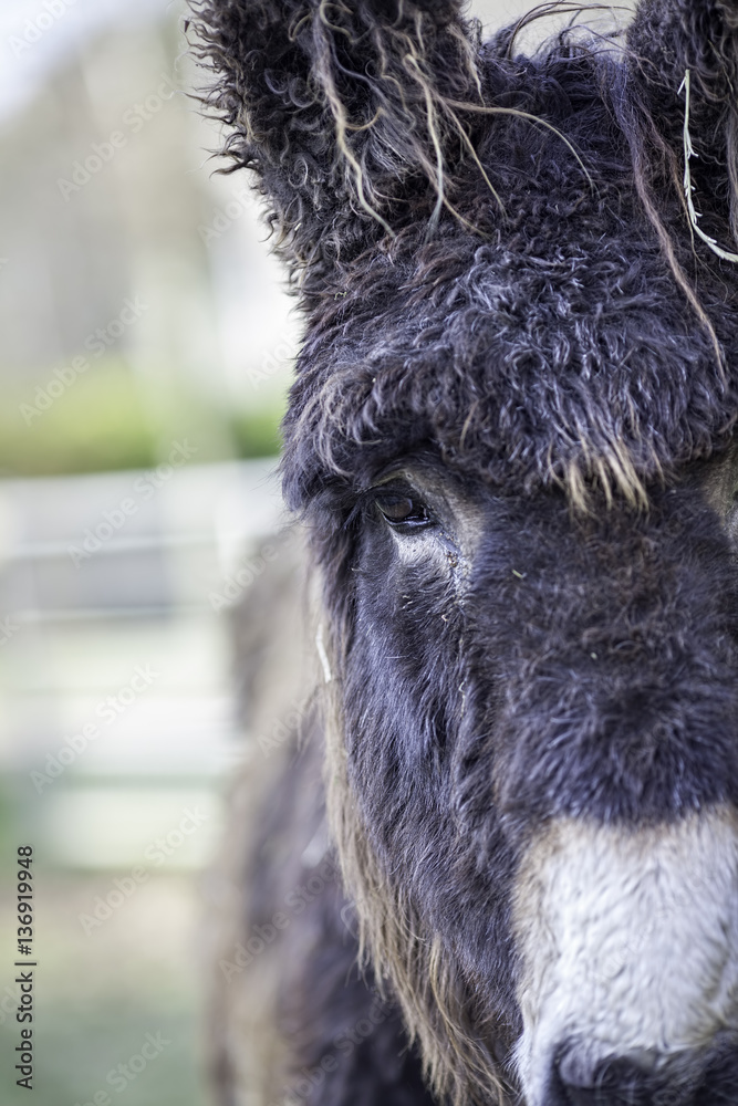 Poitou donkey with a great haircut! Stock Photo | Adobe Stock