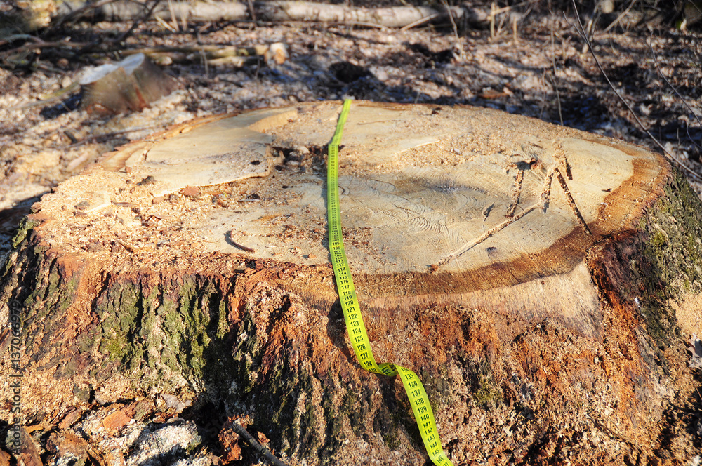 Oak Tree stump being cut down. Deforestation concept and when a tree ...